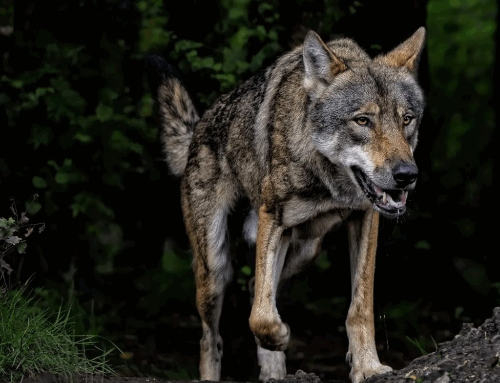 Nieuwe cijfers tonen actuele aantal wolven in Nederland