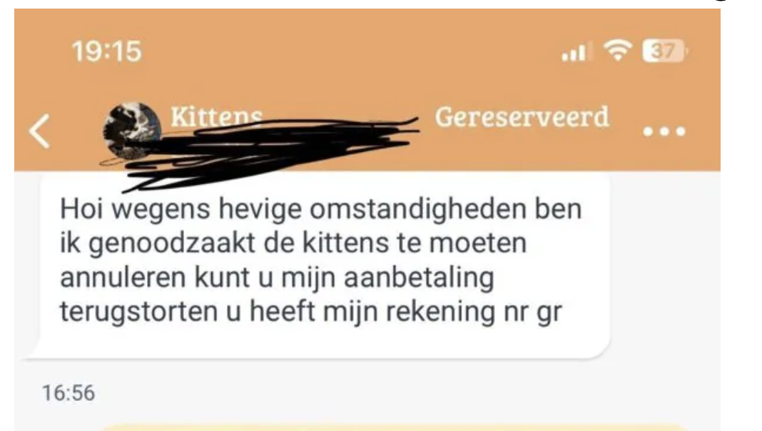 Marktplaats-kwestie over gereserveerde kittens leidt tot dreiging met ...